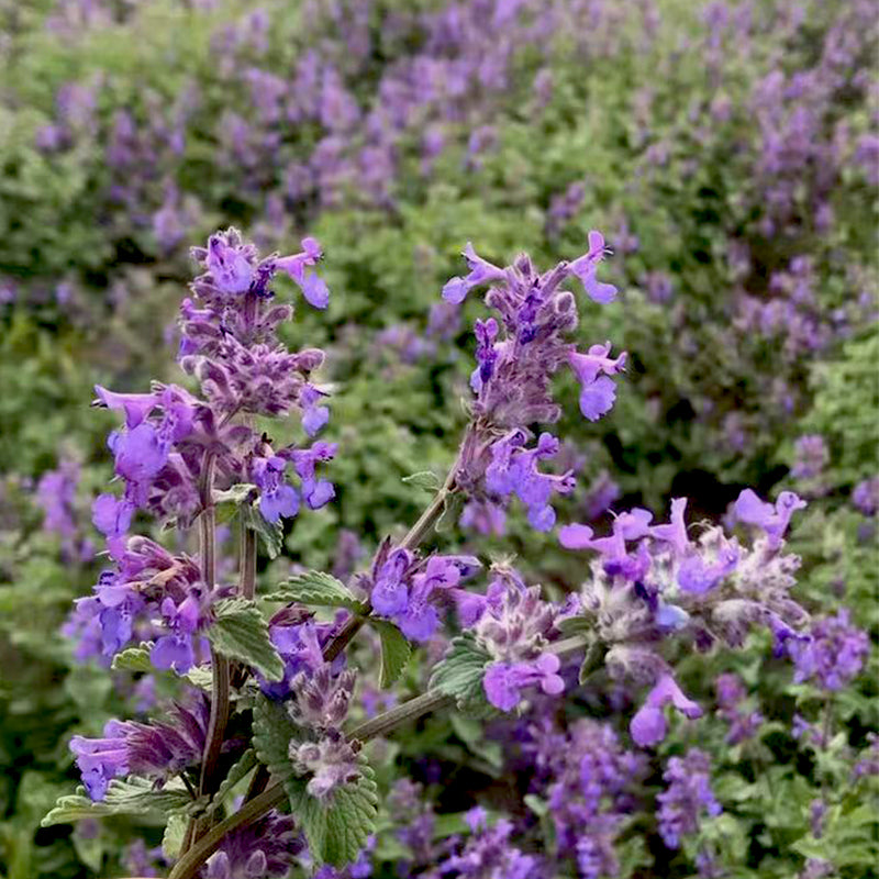 Nepeta Aromatic plant flower seeds(green leaves blue flower) – MGO garden