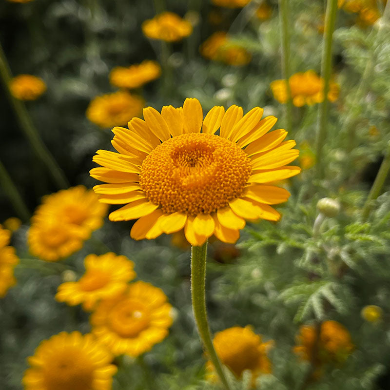 Anthemis tinctoria L.yellow(flower seeds) – MGO garden