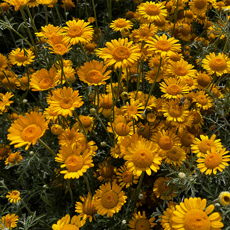 Anthemis tinctoria L.yellow(flower seeds) – MGO garden