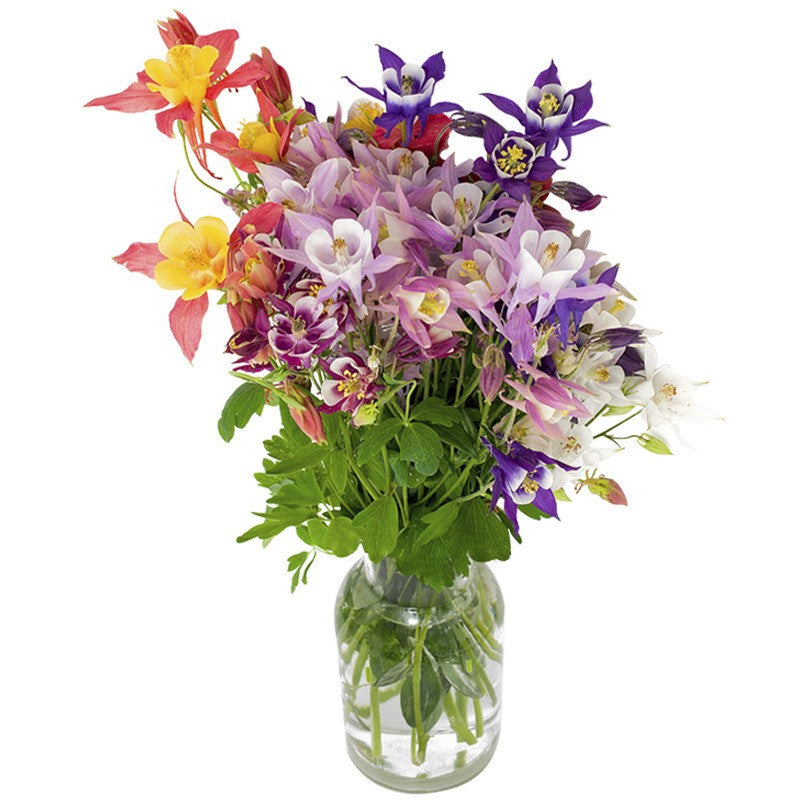 Aquilegia viridiflora Pall.flower seed(Mix) – MGO garden