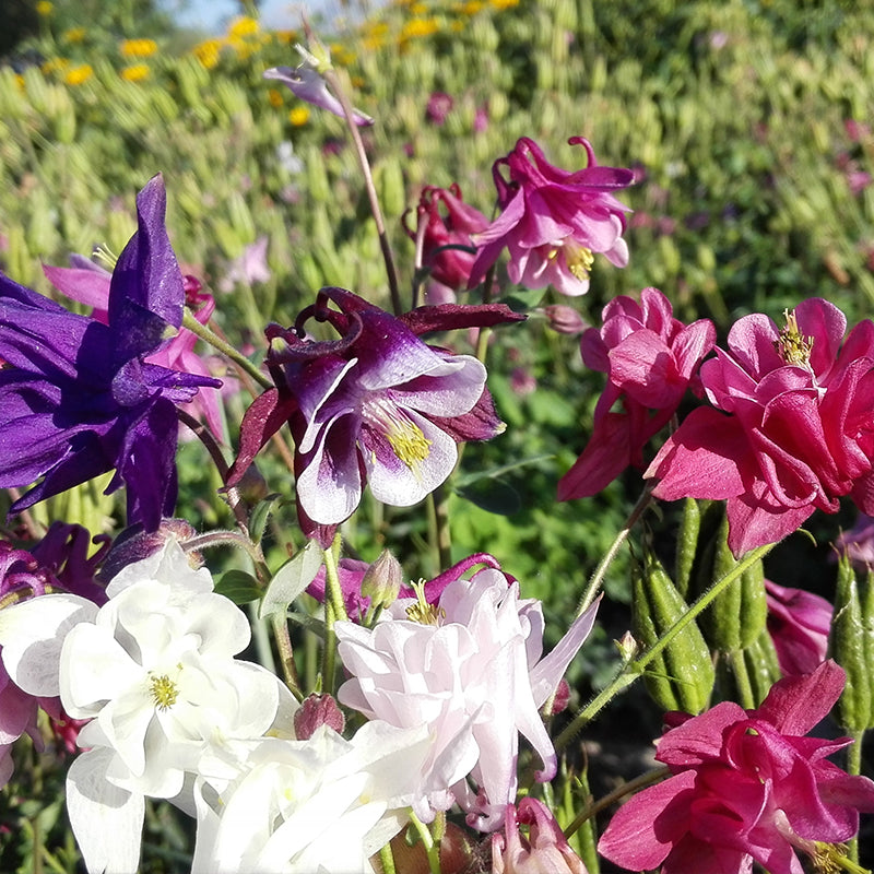 Aquilegia viridiflora Pall.flower seed(Mix) – MGO garden