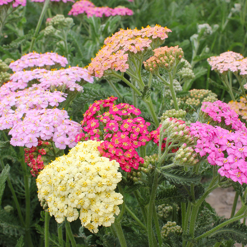 Achillea sibirca mix(flower seeds) – MGO garden