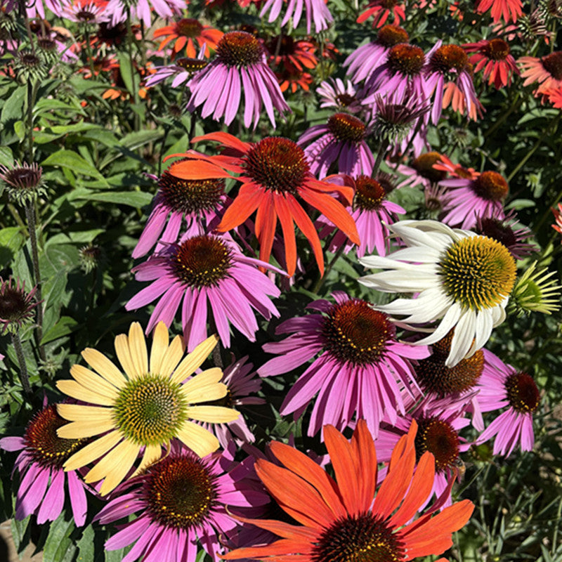 Echinacea purpurea mix (flower seeds) – MGO garden
